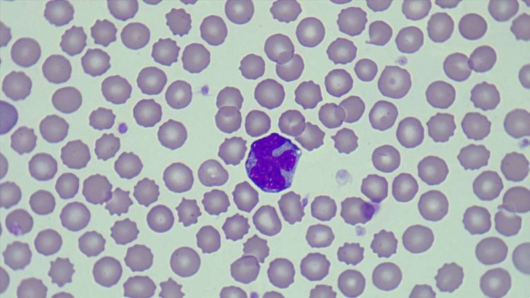 Monócitos – Atlas de hematologia veterinária