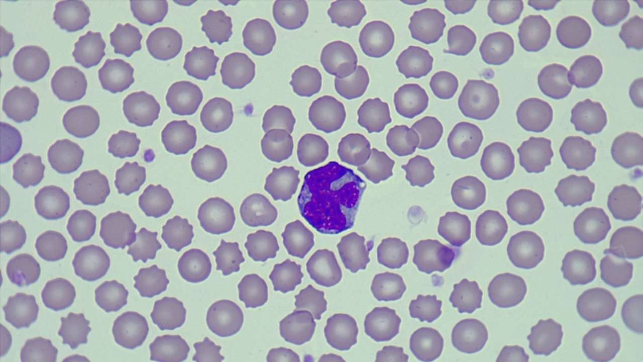 Monócitos – Atlas de hematologia veterinária