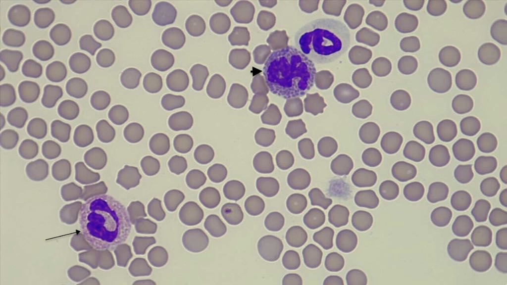 Basófilos – Atlas de hematologia veterinária