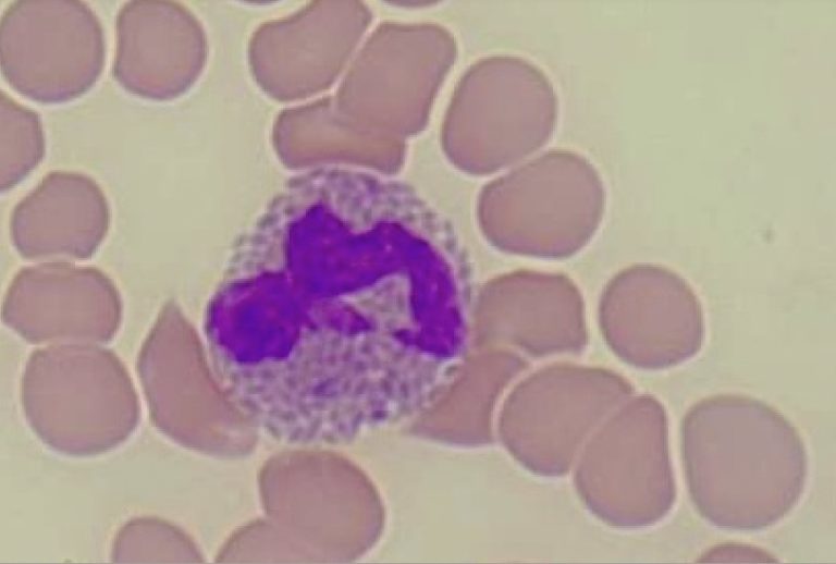 Basófilos – Atlas de hematologia veterinária